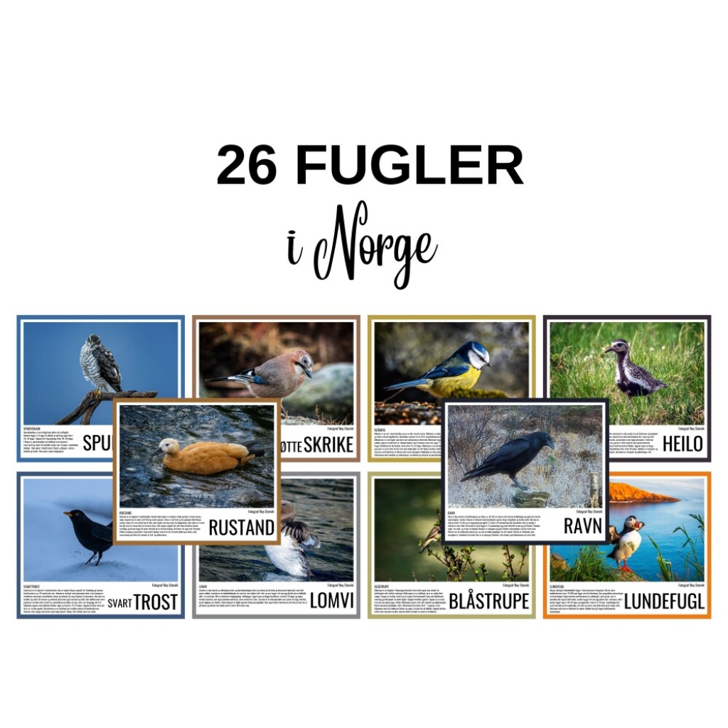 26 fugler i Norge – illustrasjonskort | Print til barnehagefolk