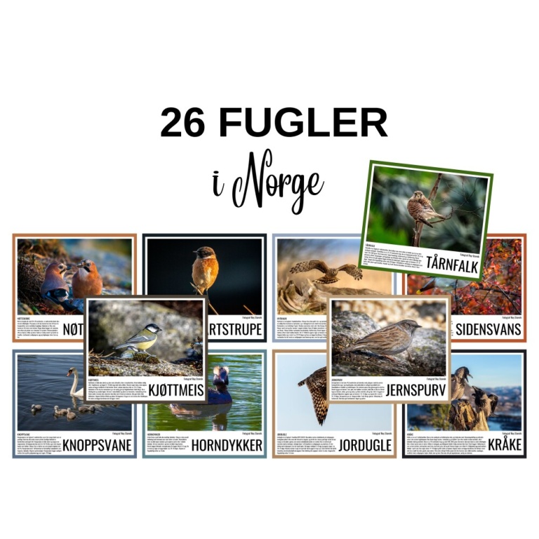 26 fugler i Norge – illustrasjonskort | Print til barnehagefolk